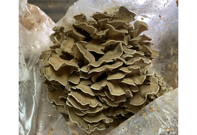 Organic Maitaké Mushroom Grow Kit – La Mycosphère