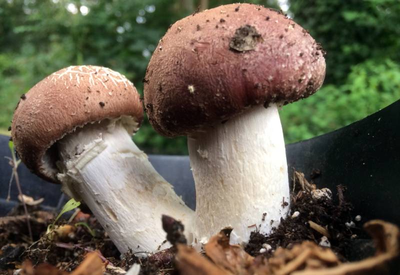 Organic Wine Red Stropharia Mushroom Mycelium – La Mycosphère